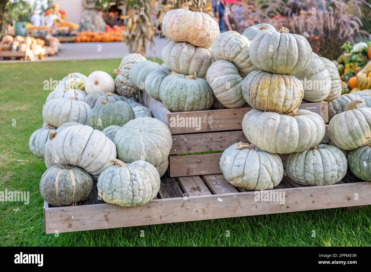 Large white eatable pumpkins lying on a wooden pyramid at a farm for ...