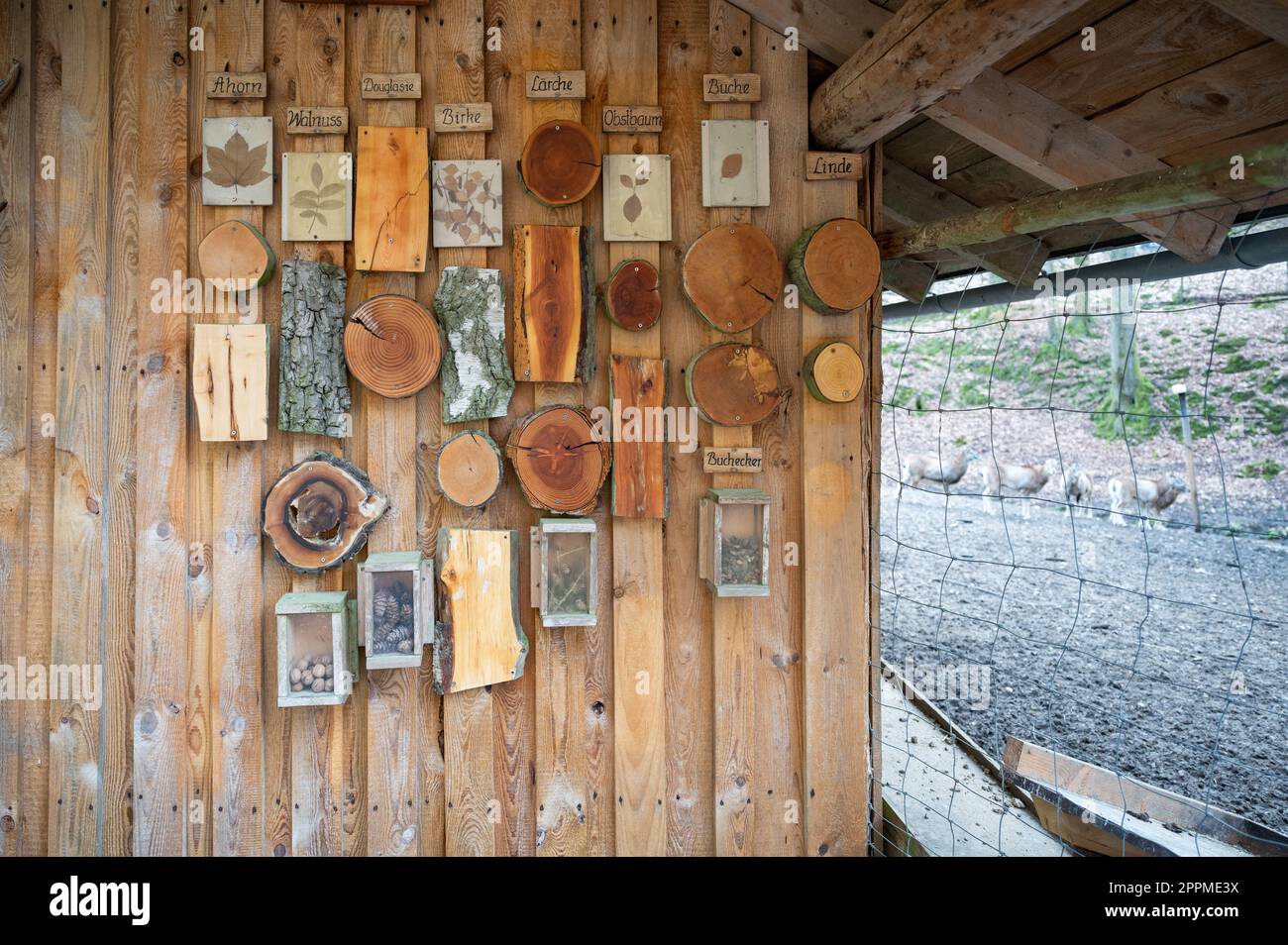 Cut tree trunks of different German forest tree varieties hang on a ...