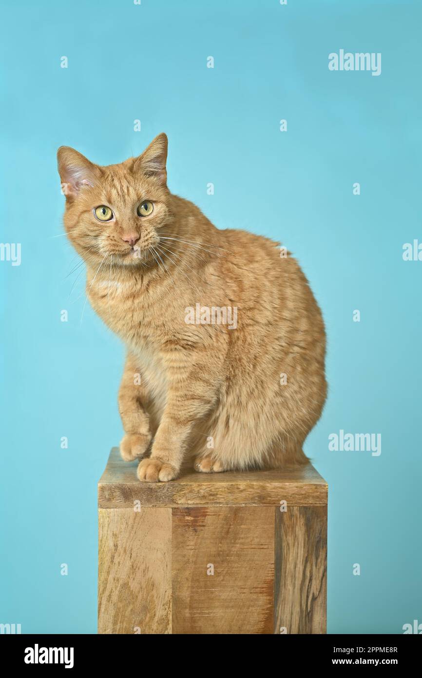 Cute red cat sitting on wooden column and looking curious away ...