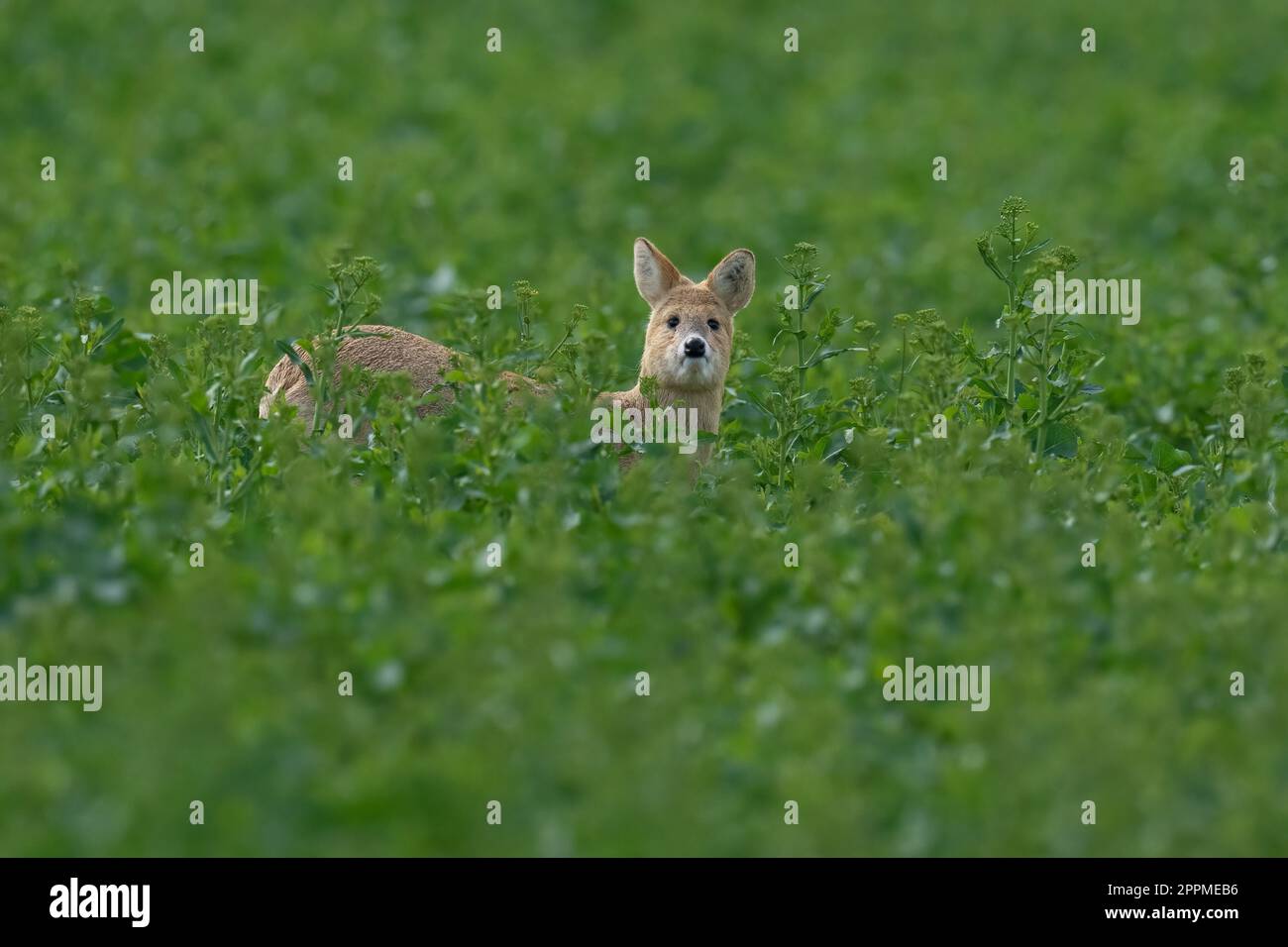 Chinese water deer -Hydropotes inermis Stock Photo - Alamy