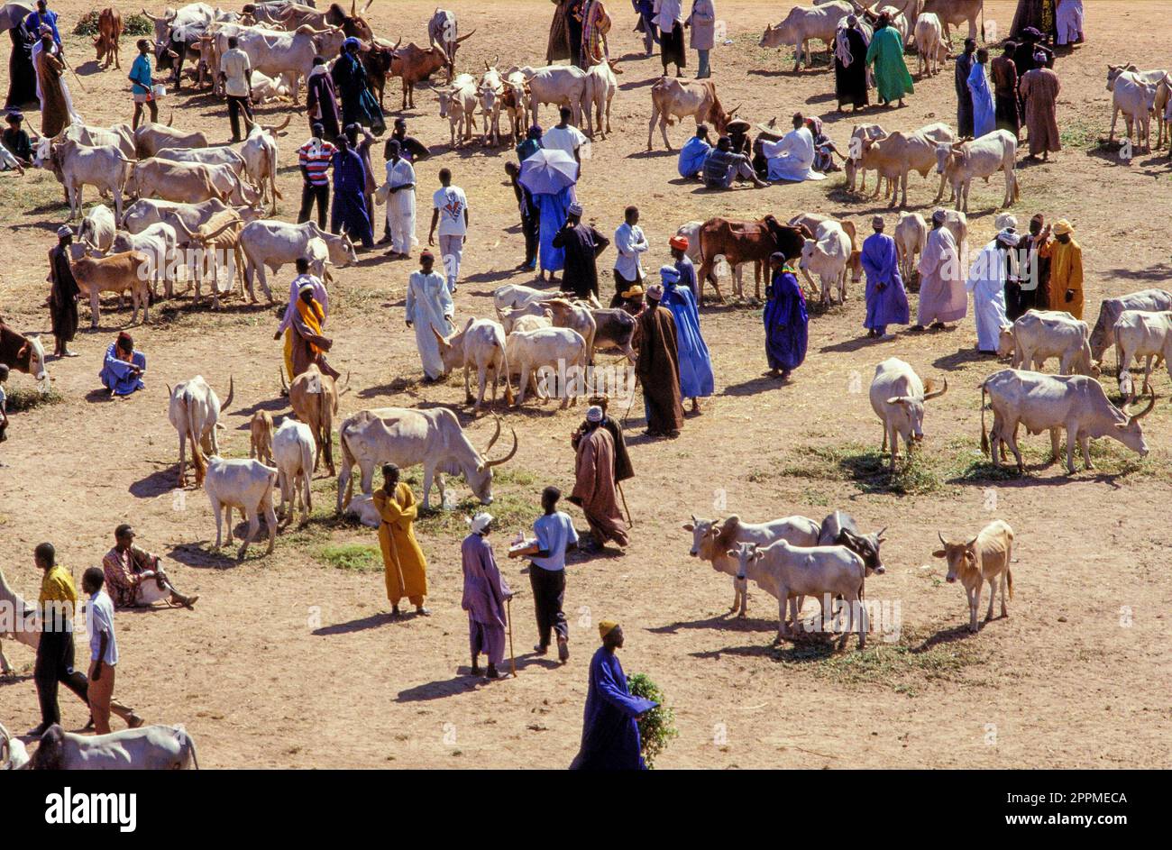 Senegal, Thies, outside the village is a sunday cattle market Stock ...