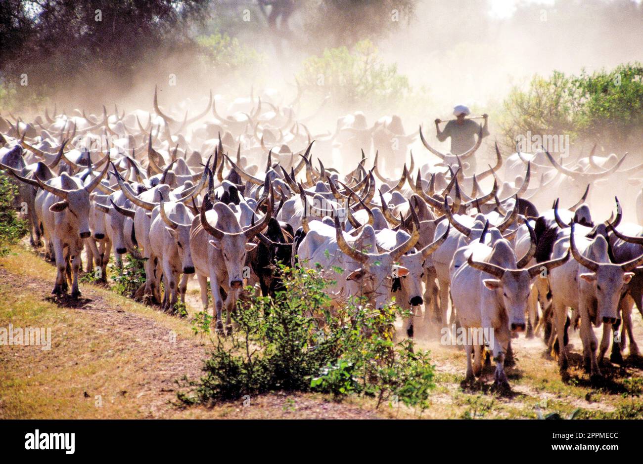 Senegal, Thies - A herd of Longhorn cattle is herded by their owners ...