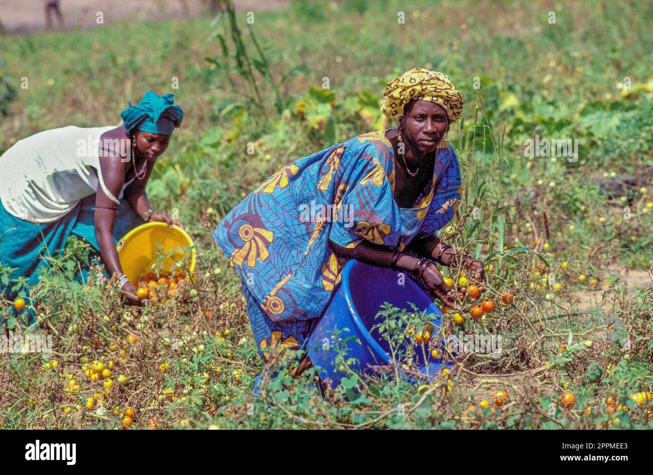 Senegal - Harvesting tomatoes in Senegal Stock Photo - Alamy