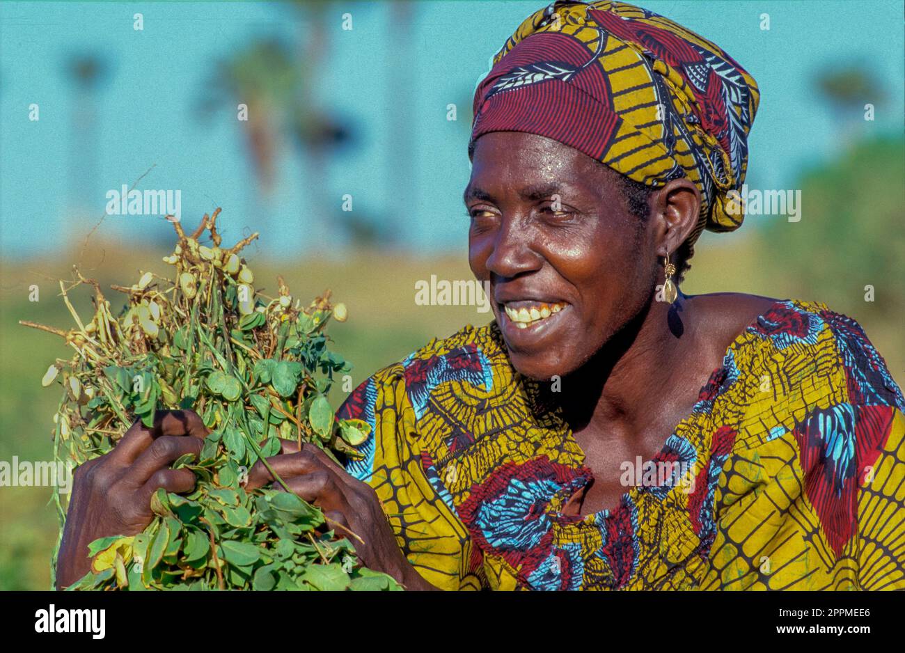 Farmer harvesting peanuts hi-res stock photography and images - Alamy