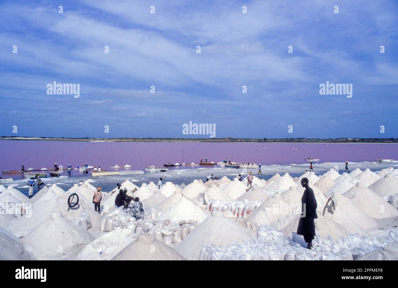 Senegal - Workers collecting salt at the pink lake for salt industry ...