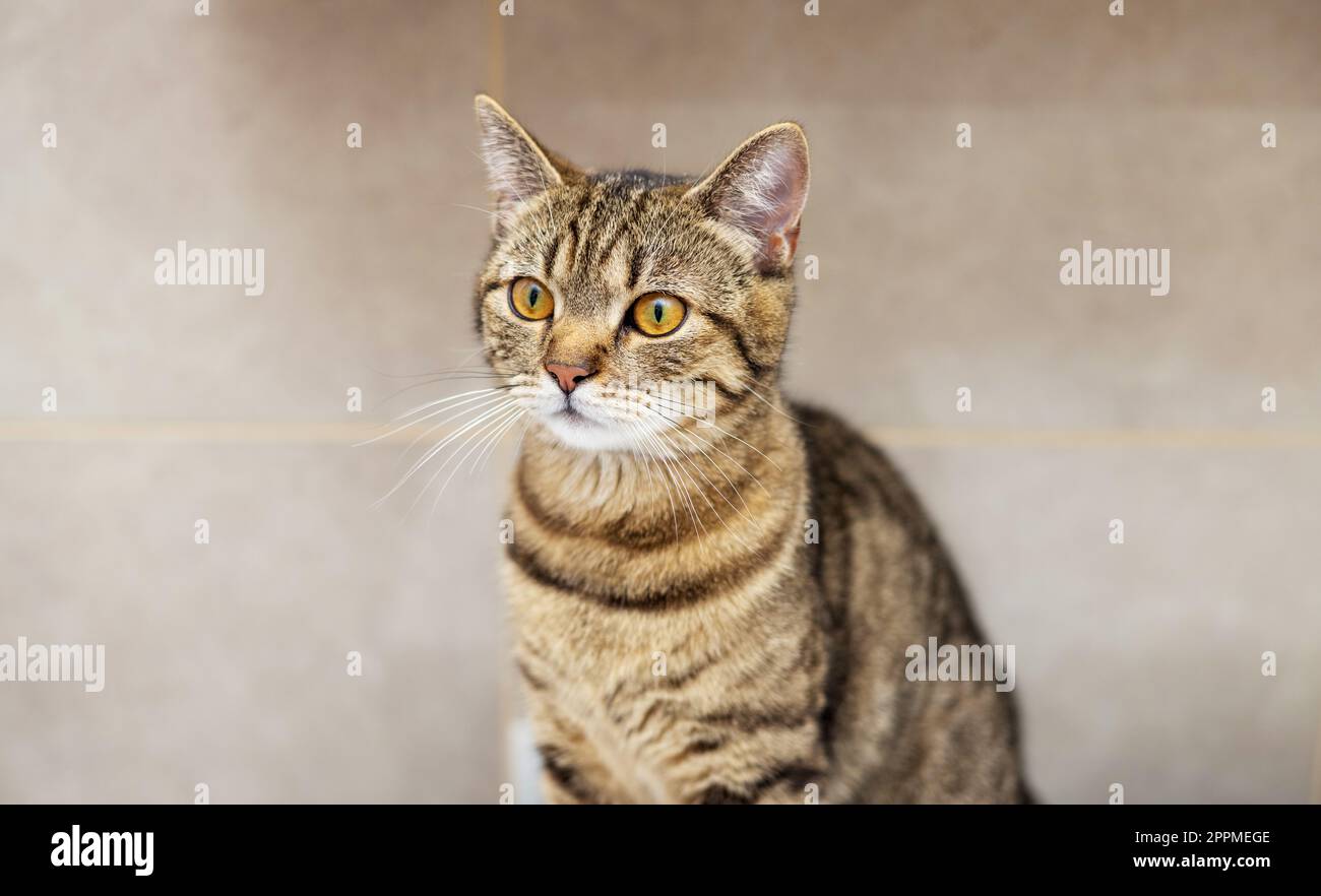 portrait of cute tabby female cat kitty in bathroom Stock Photo - Alamy