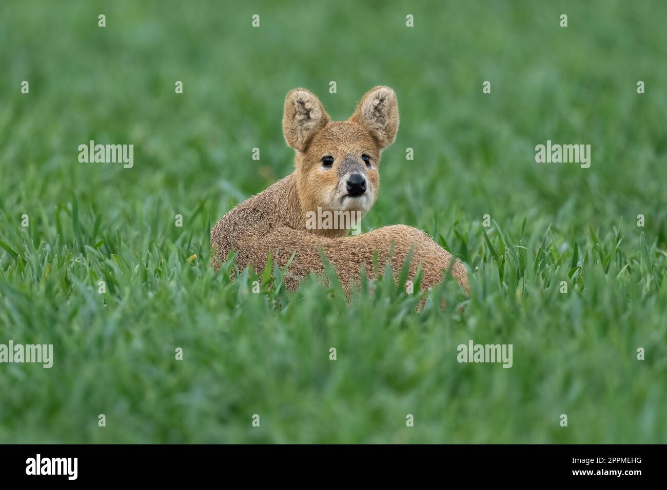 Chinese water deer -Hydropotes inermis takes rest in a field Stock ...
