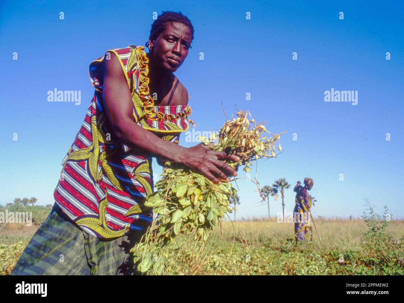 Peanuts senegal hi-res stock photography and images - Alamy