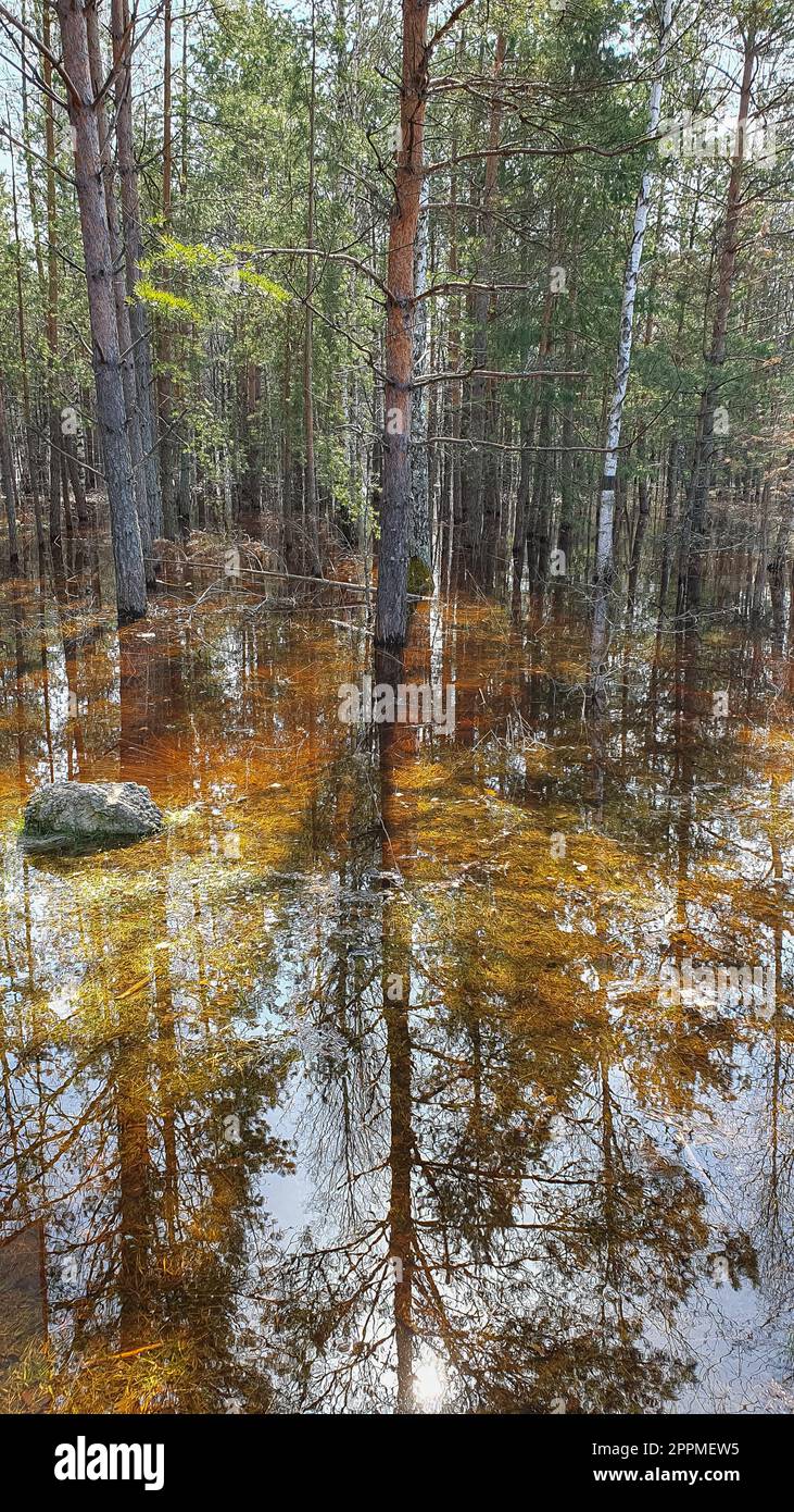 Spring forest and floods. Reflection in the water of trees and lying ...