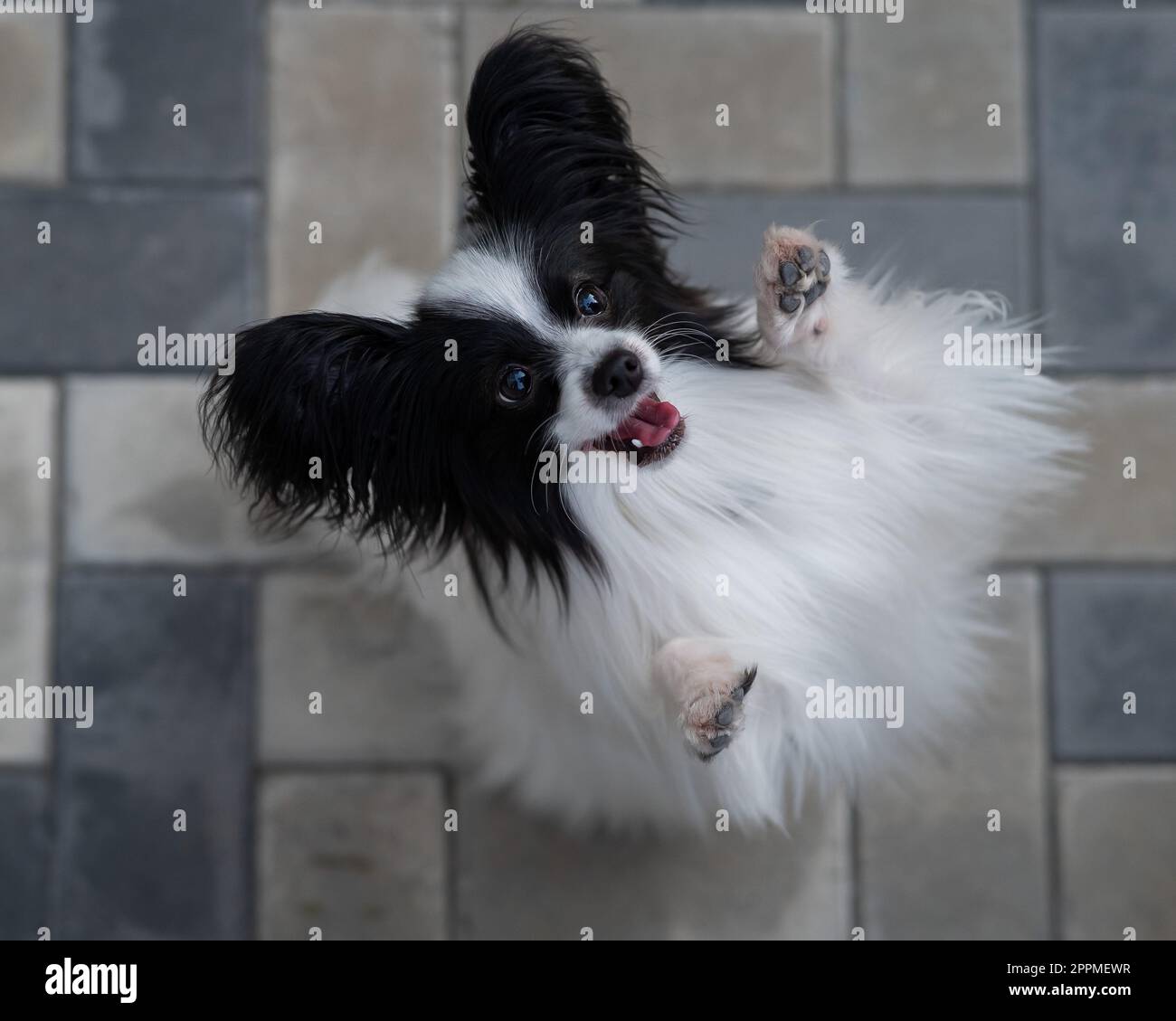 Top view of pappilion dog on the sidewalk. Portrait of a black and ...