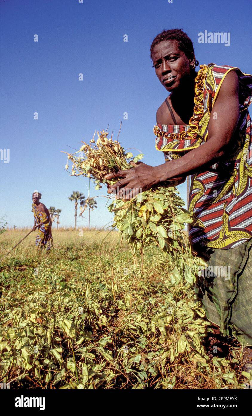 Senegal - Women harvesting peanuts on a field Stock Photo - Alamy