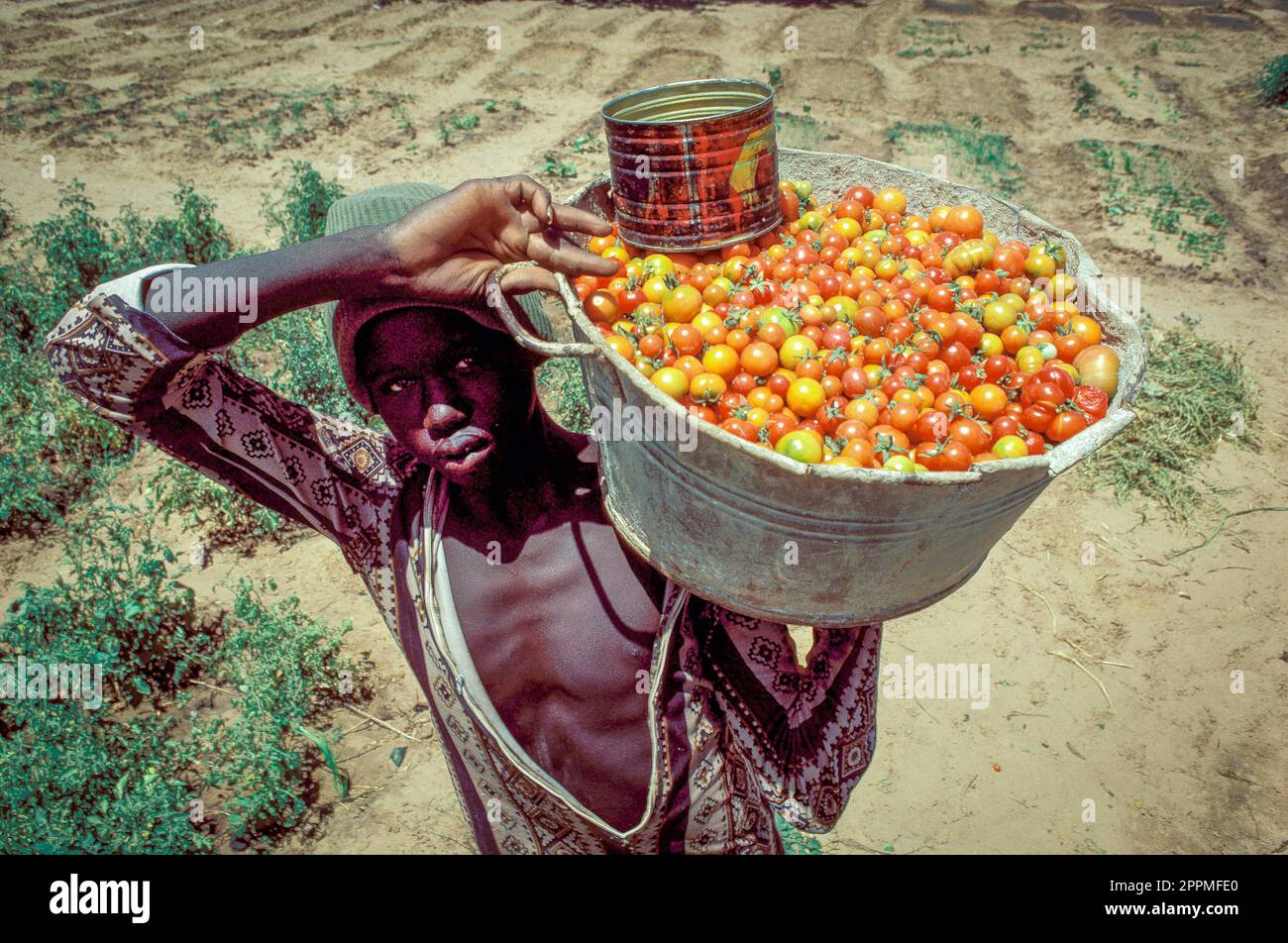 Senegal. Harvest of tomatoes Stock Photo - Alamy