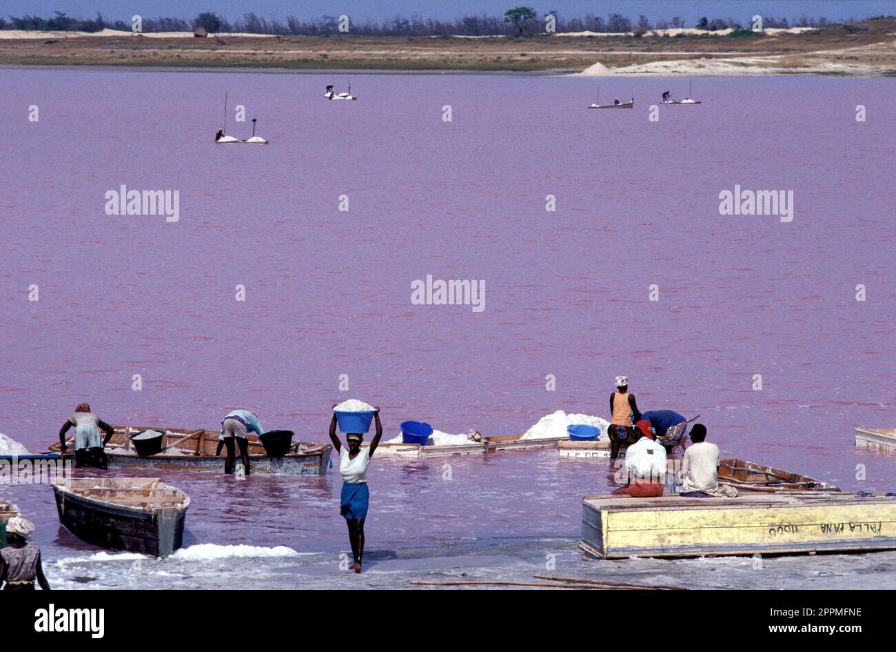 Senegal - Workers collecting salt at the pink lake for salt industry ...