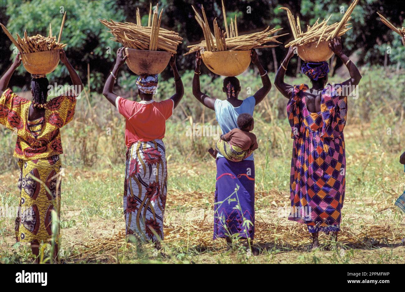 Senegal Women carrying harvested millet in baskets on their head Stock ...