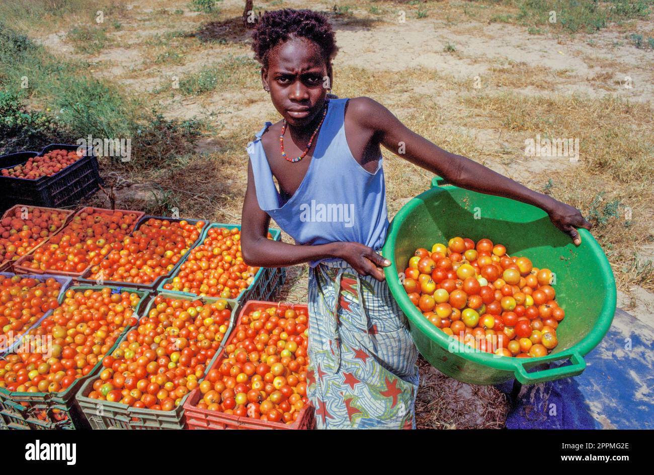 Tomatoes picking farmers hi-res stock photography and images - Alamy