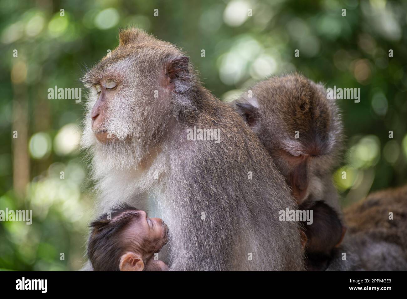 Long-tailed macaque mothers with their children Stock Photo - Alamy