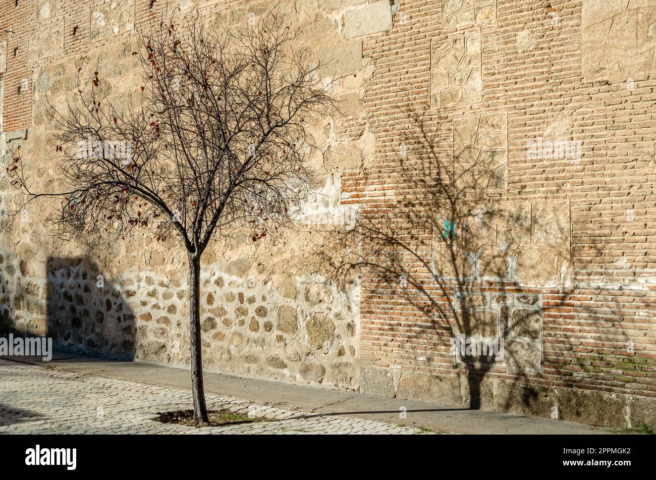 Shadow of branches on a building facade Stock Photo - Alamy
