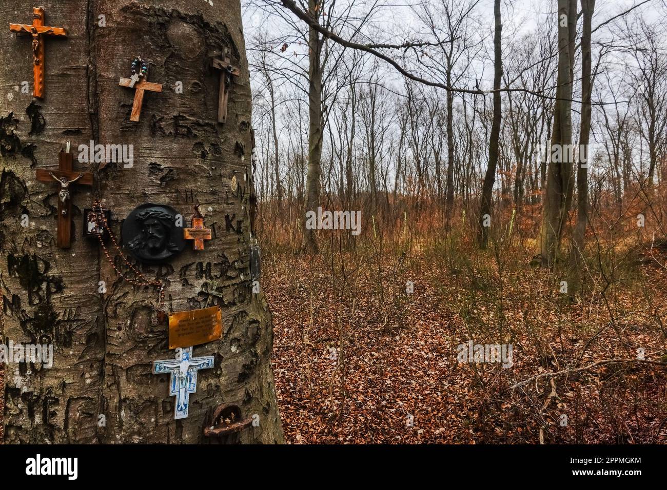 lot of crosses and carved signs on a tree in a forest Stock Photo - Alamy