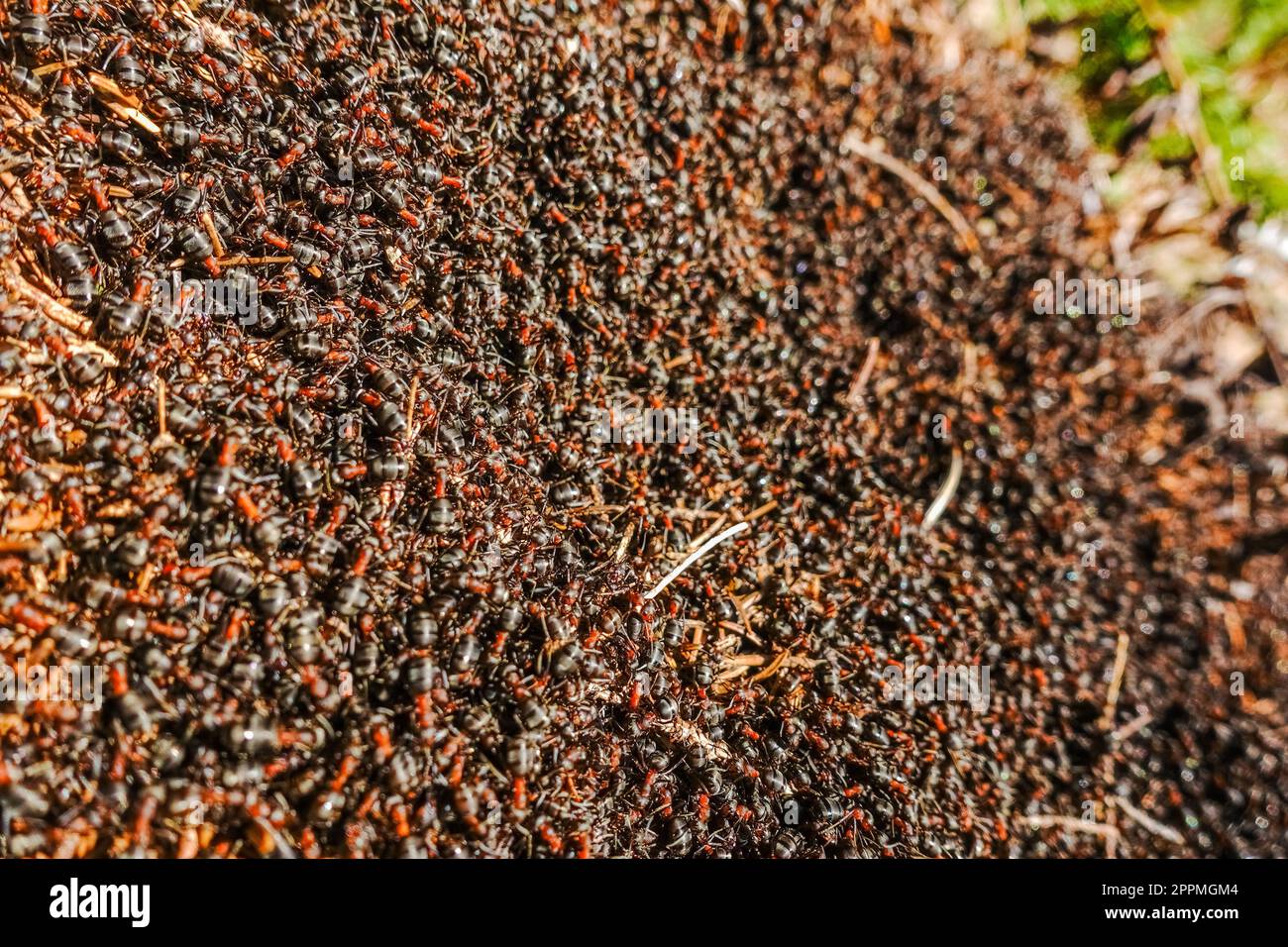 thousands of wood ants on a hill in the sun and spring Stock Photo - Alamy