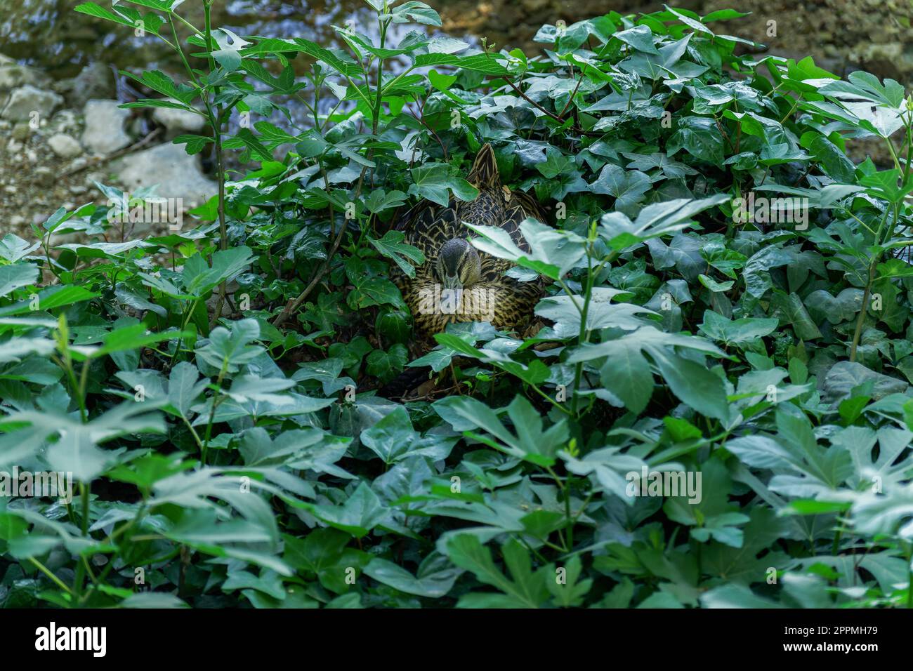 Male bird incubating eggs hi-res stock photography and images - Alamy