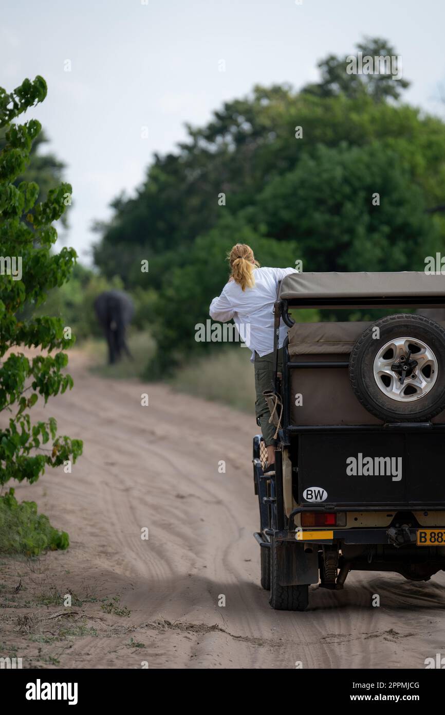 Guest watching African bush elephant from jeep Stock Photo - Alamy
