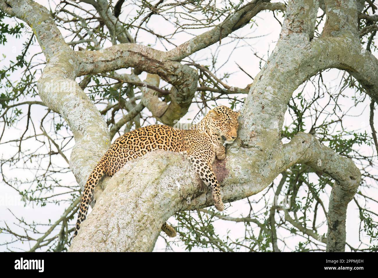 Leopard sleeping in tree branch hi-res stock photography and images - Alamy