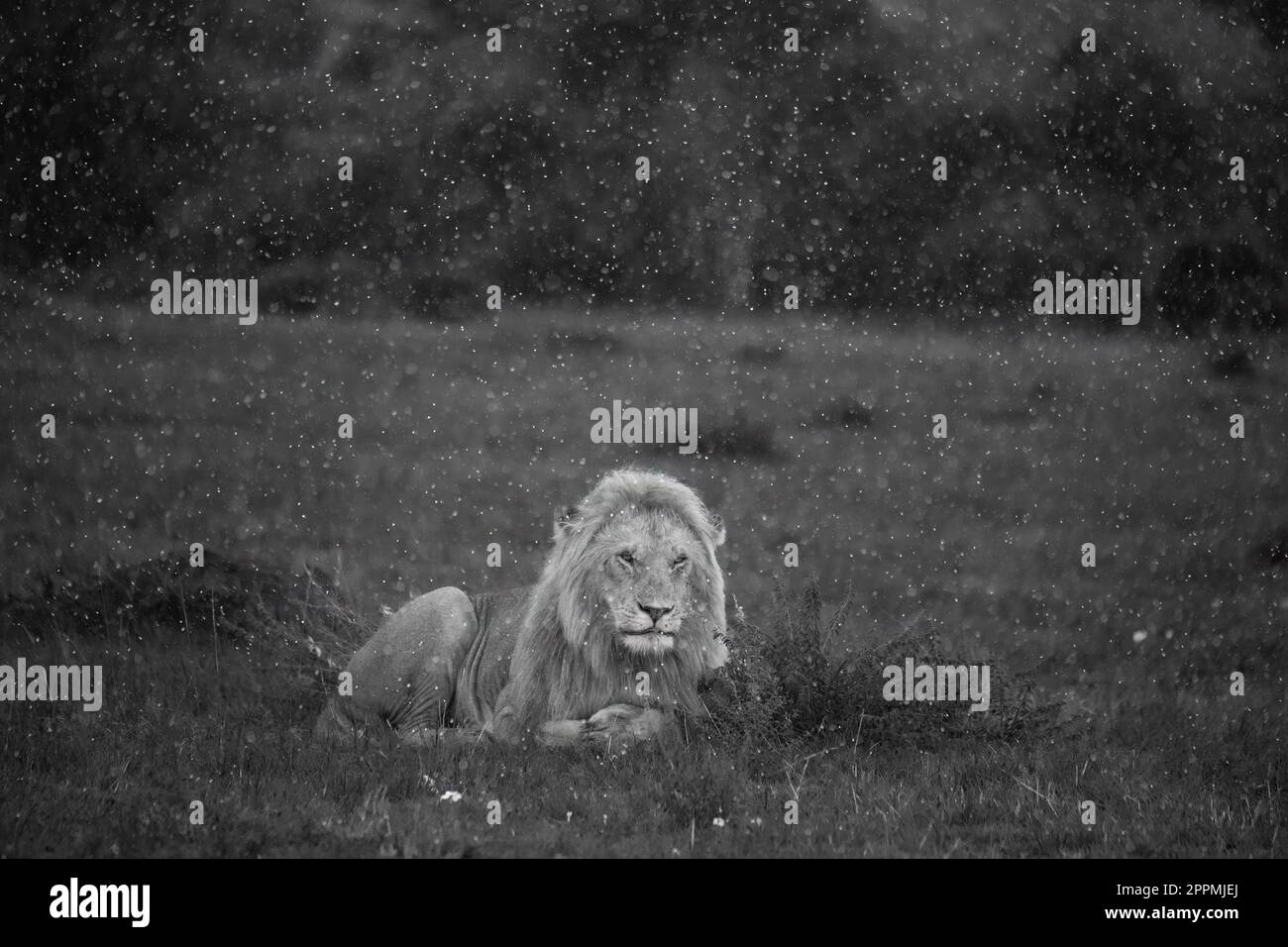 A grayscale of a majestic lion laying in a field in the rain Stock ...