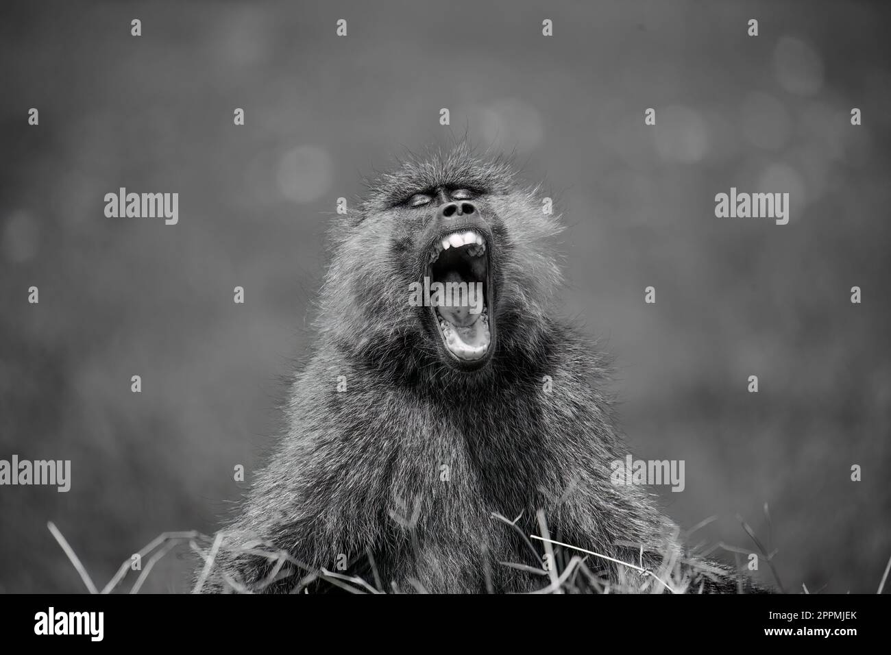 A grayscale of a primate with its mouth open, appearing to be yawning ...