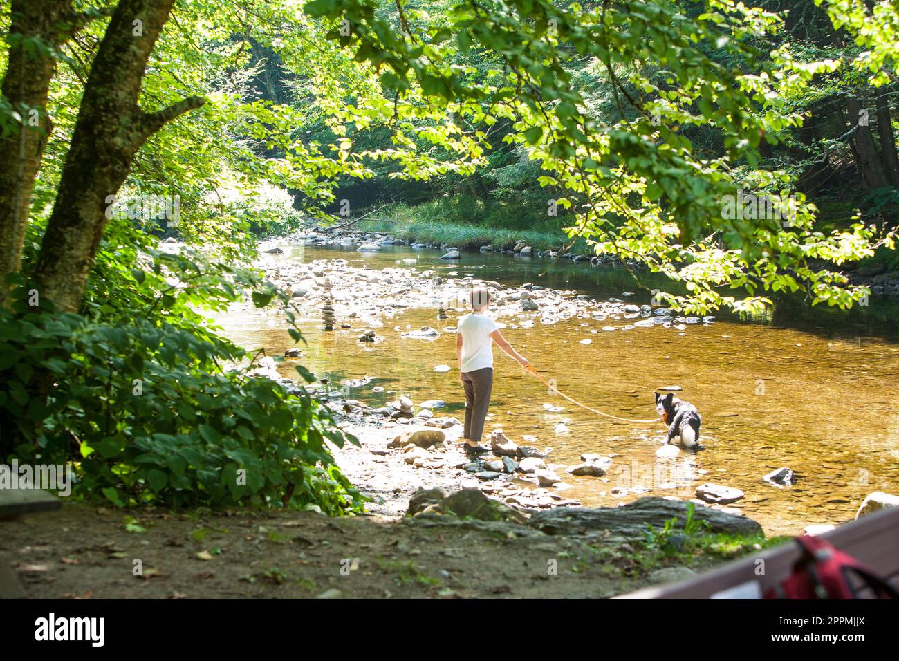 Dog in Stream Stock Photo - Alamy