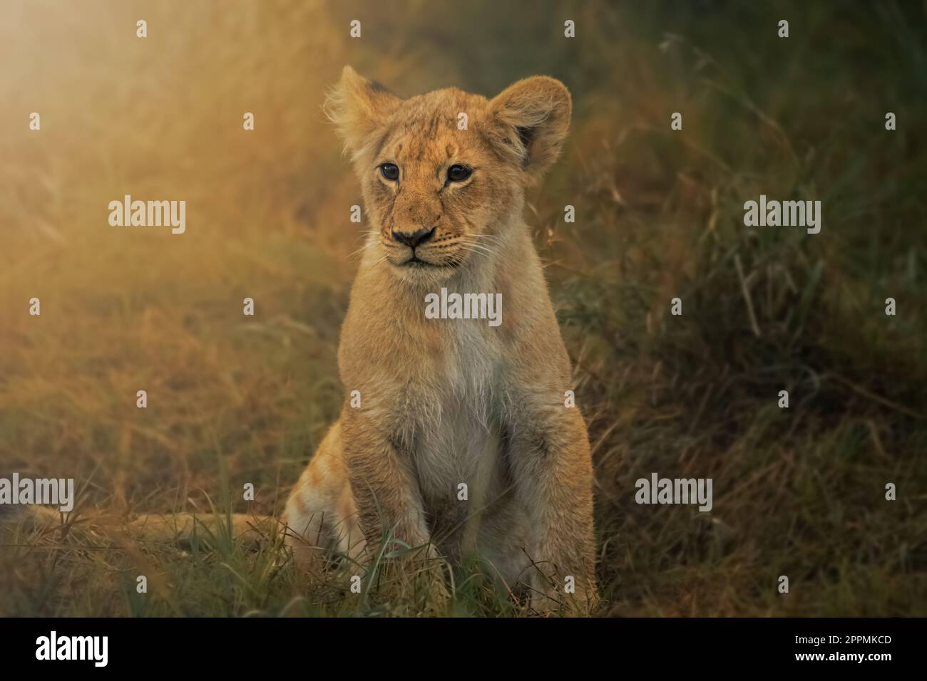 A young lion cub in a patch of lush grass, gazing off to the left Stock ...