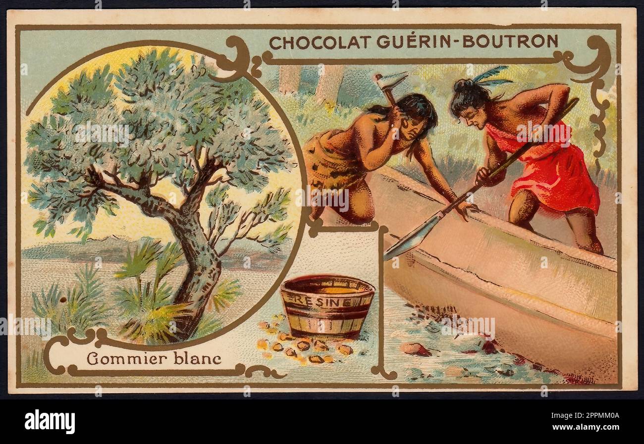 White Gum Tree - Vintage French Tradecard - Belle Epoque Era Stock ...