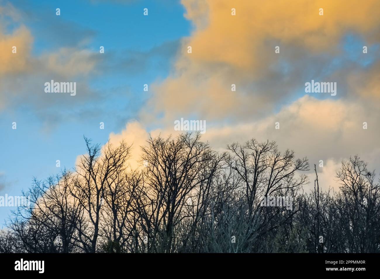 Black trees hi-res stock photography and images - Alamy