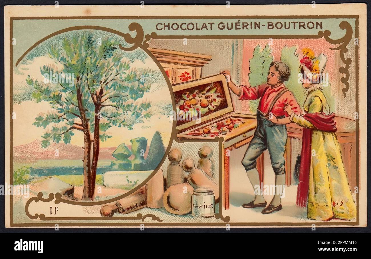 Yew Tree - Vintage French Tradecard - Belle Epoque Era Stock Photo - Alamy