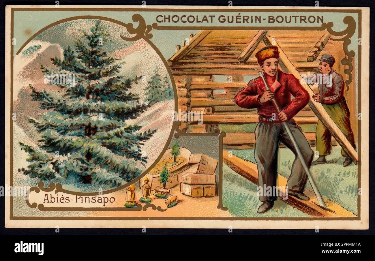 Abies-Pinsapo Tree - Vintage French Tradecard - Belle Epoque Era Stock ...