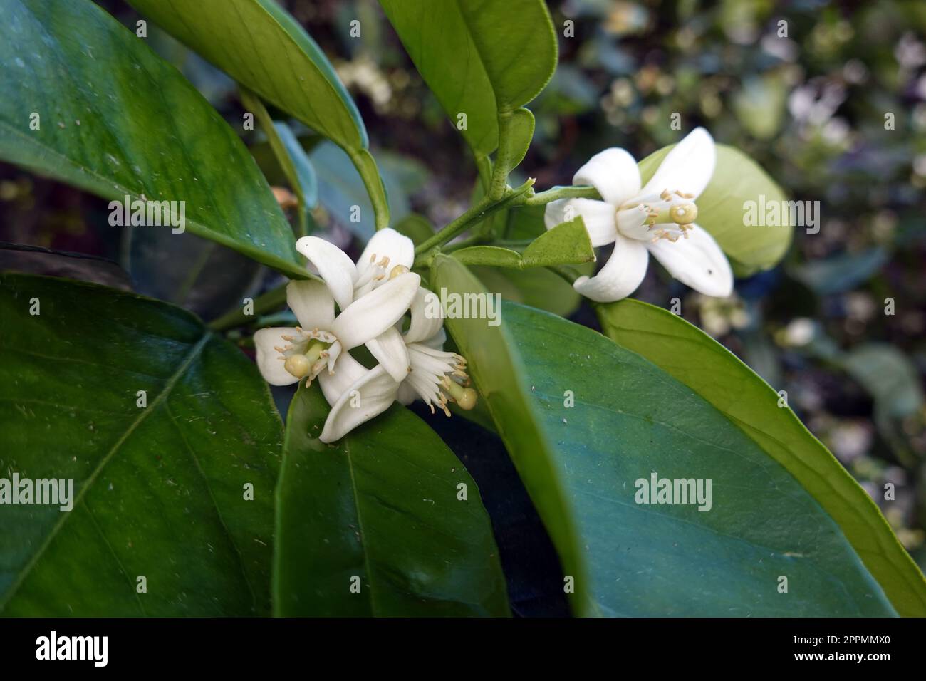 Citrus sinensis hi-res stock photography and images - Alamy