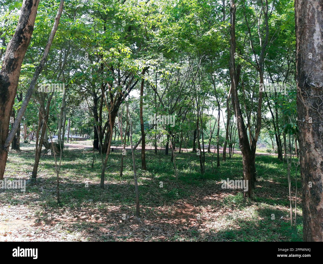 Forest trees wallpaper. Forrest ground aerial Stock Photo - Alamy
