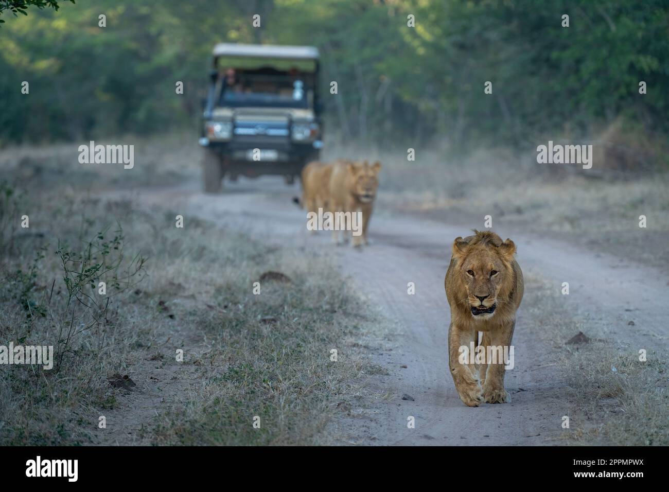 Male lion walking along hi-res stock photography and images - Alamy