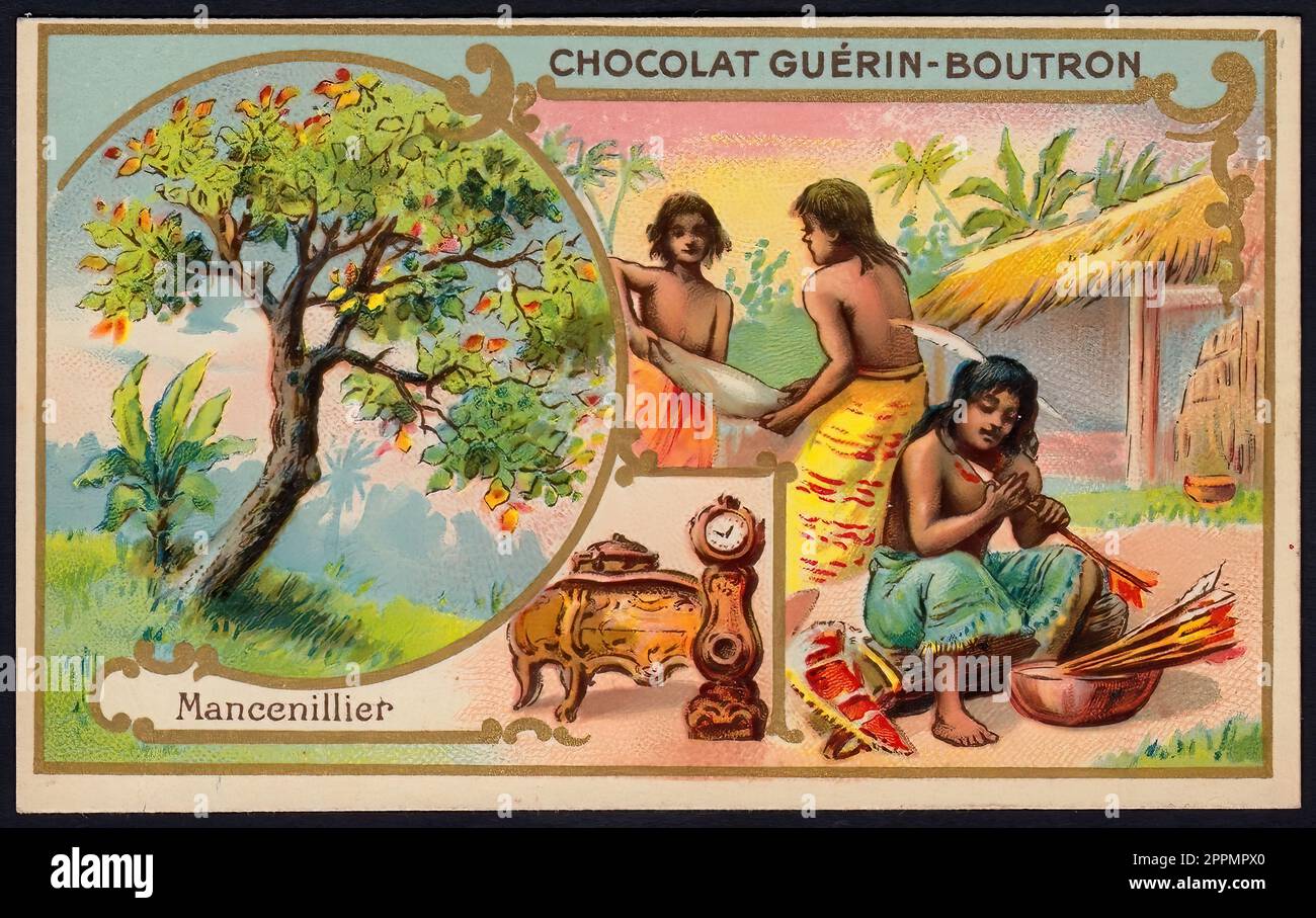 Manchineel Tree - Vintage French Tradecard - Belle Epoque Era Stock ...