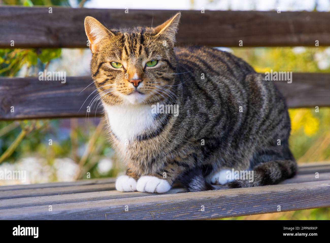 Domestic adult brown tabby cat in a loaf position on a bench. UK Stock ...