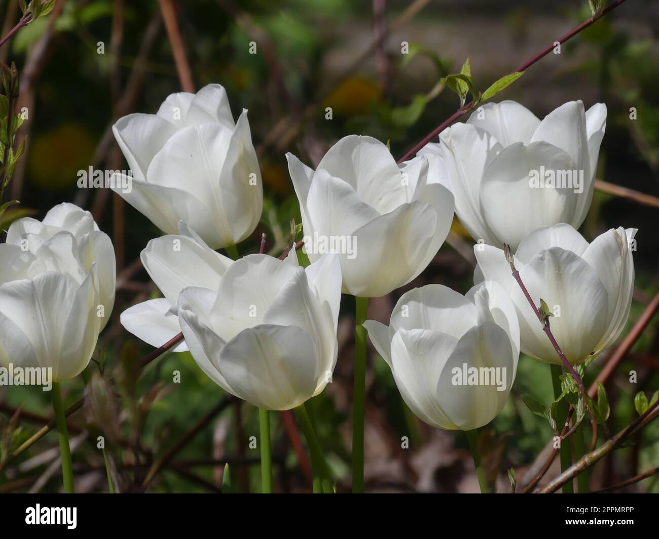 A multitude of white tulip flowers, creating a captivating visual for ...