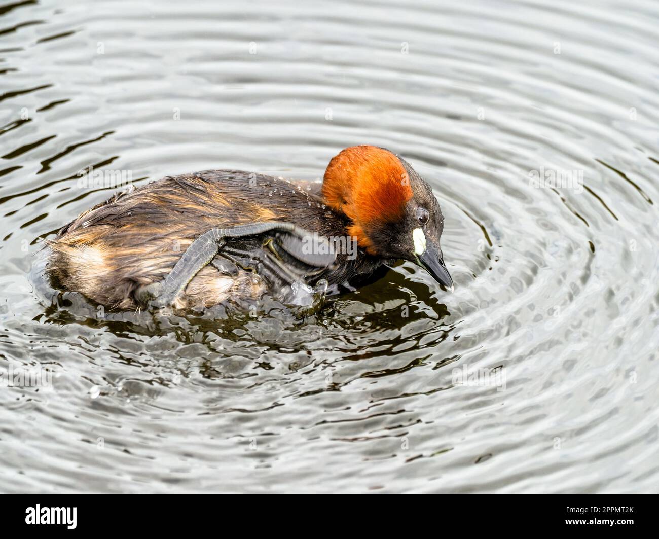 Grebe feet hi-res stock photography and images - Alamy
