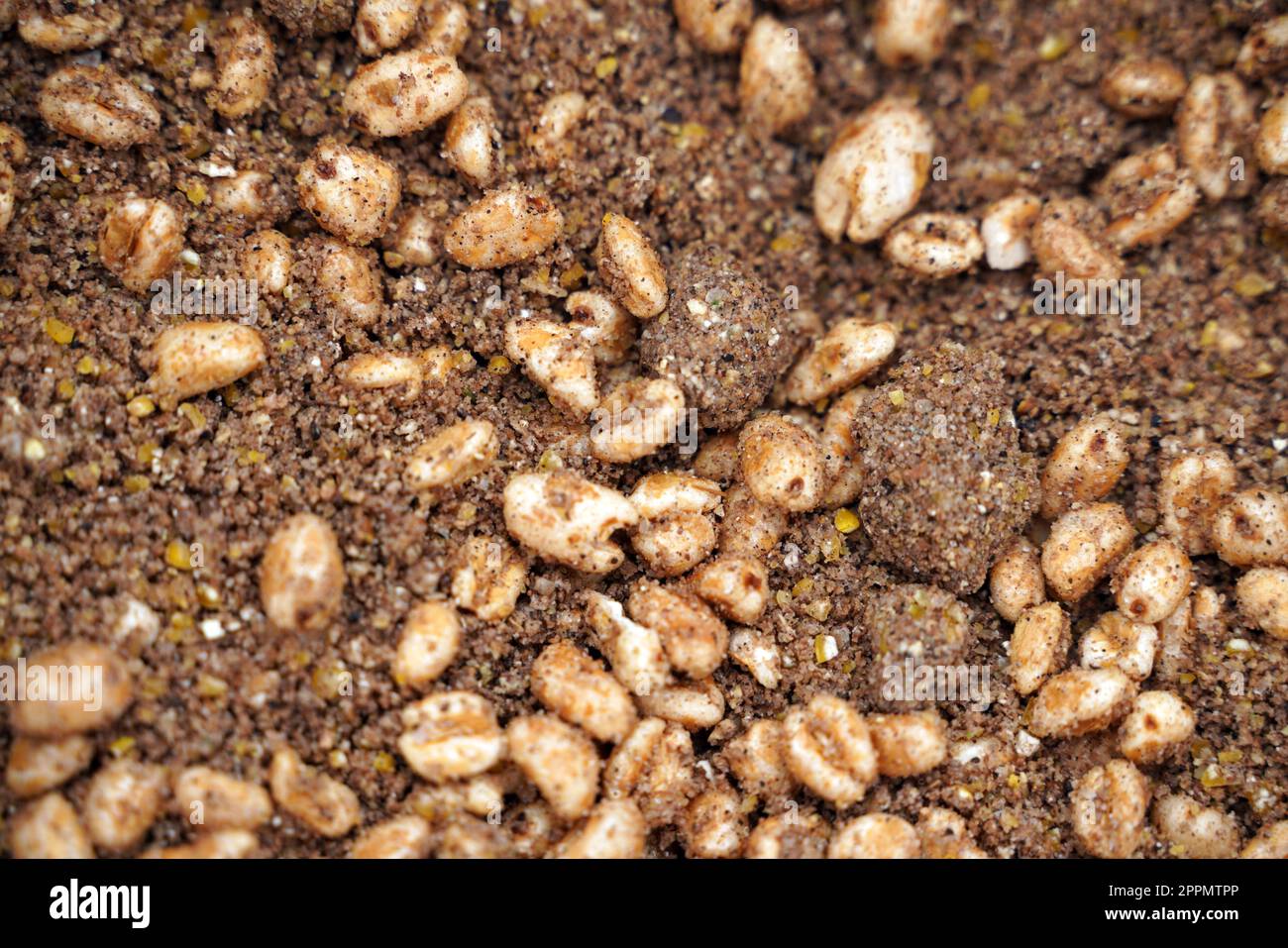 Maggots and fish food when fishing Stock Photo - Alamy