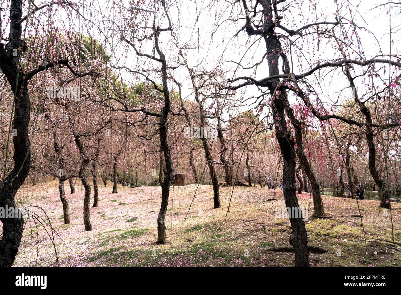 Jonangu - a shinto shrine in sothern Kyoto with traditional ...