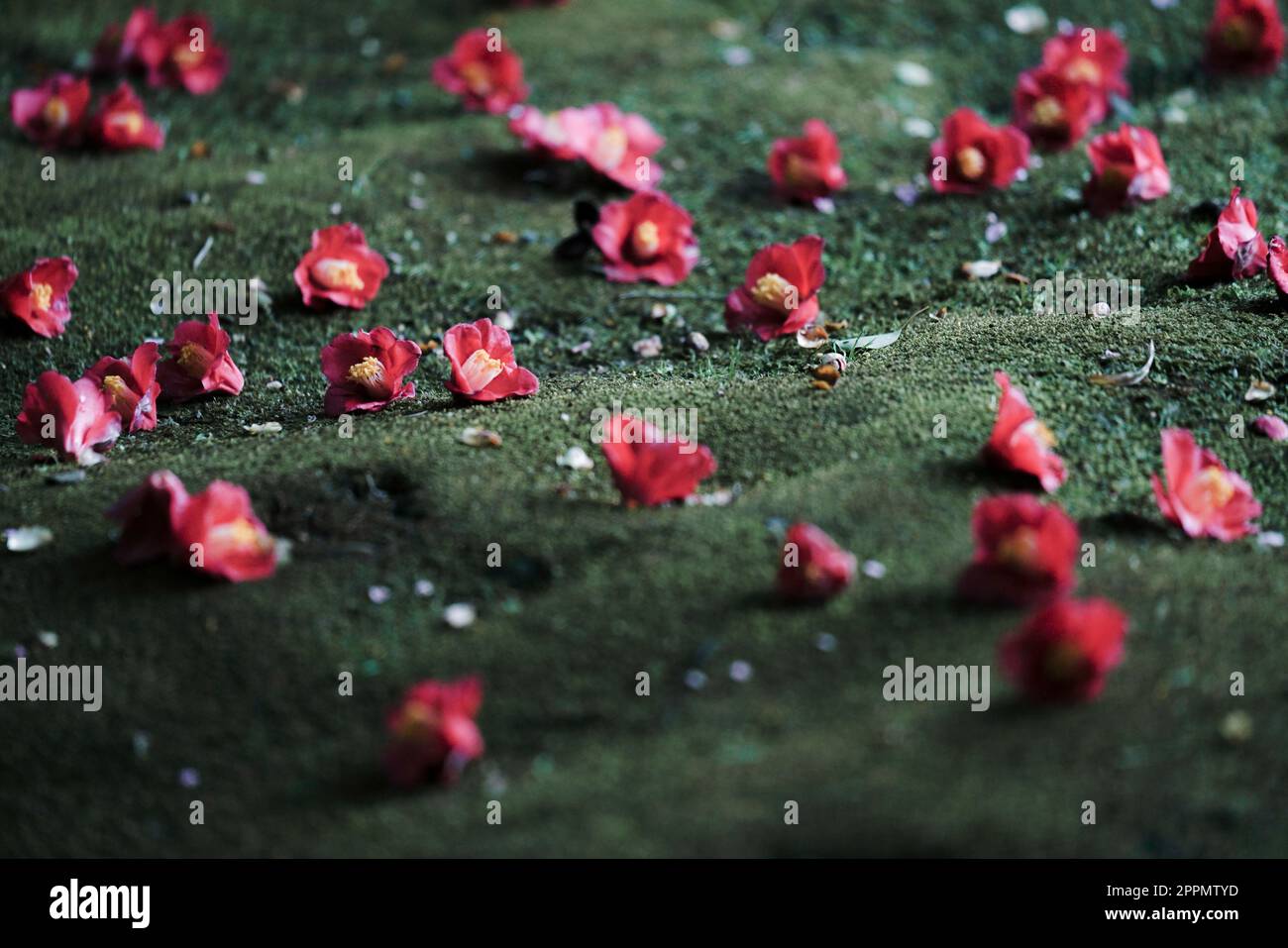 Spring in Kyoto: pink petals of camelia flowers lying on the mossy ...