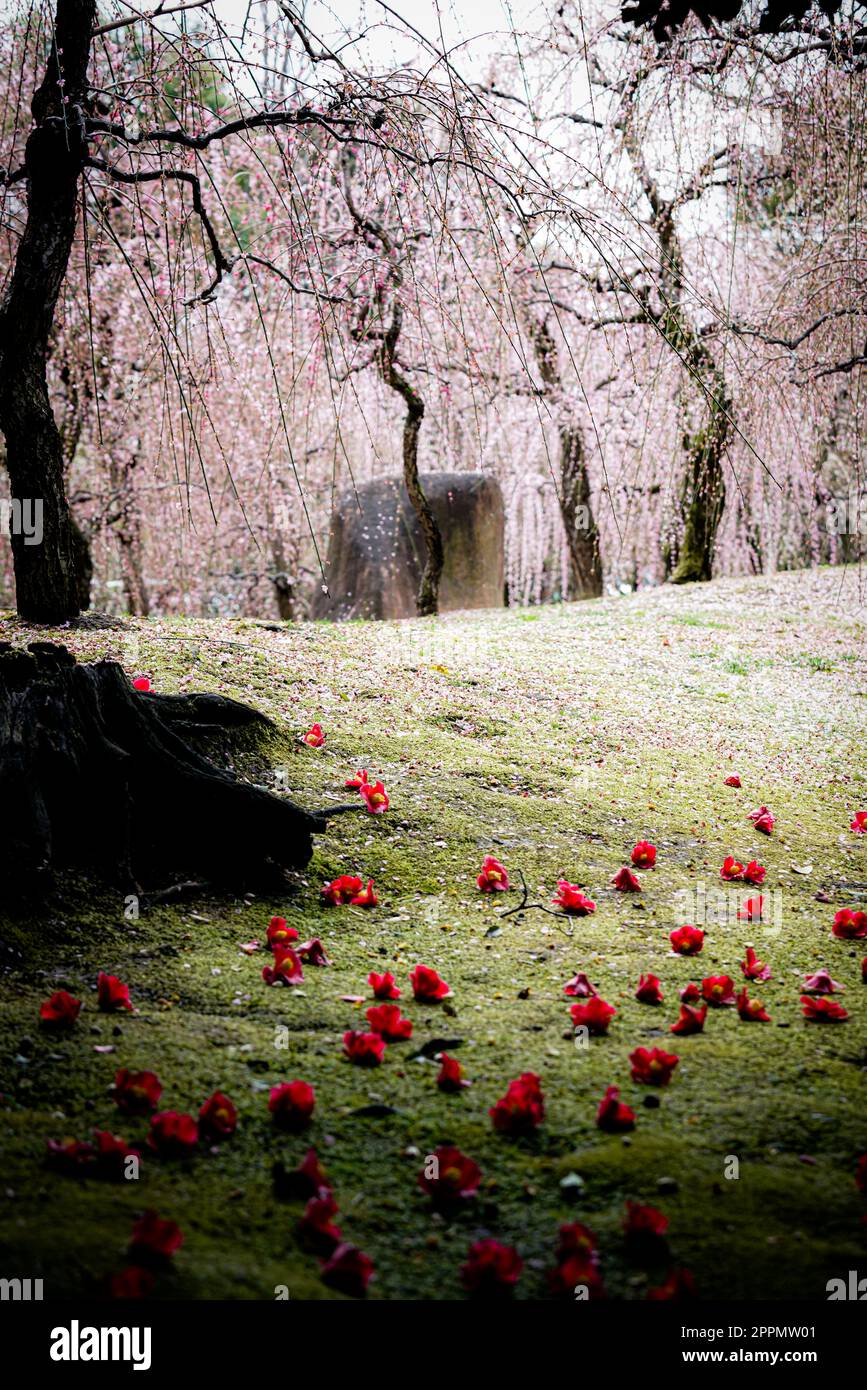 Jonangu - a shinto shrine in sothern Kyoto with traditional ...