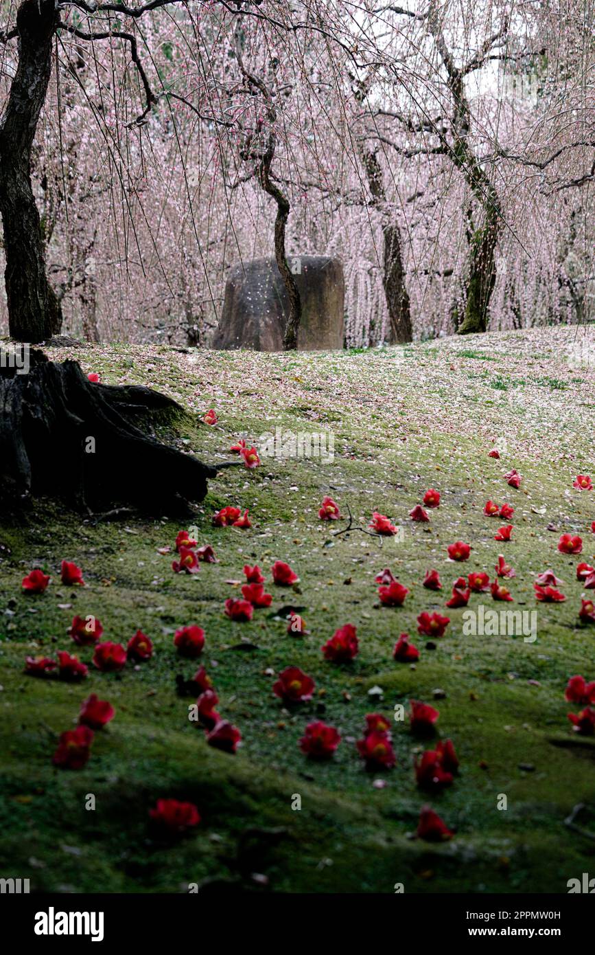 Jonangu - a shinto shrine in sothern Kyoto with traditional ...