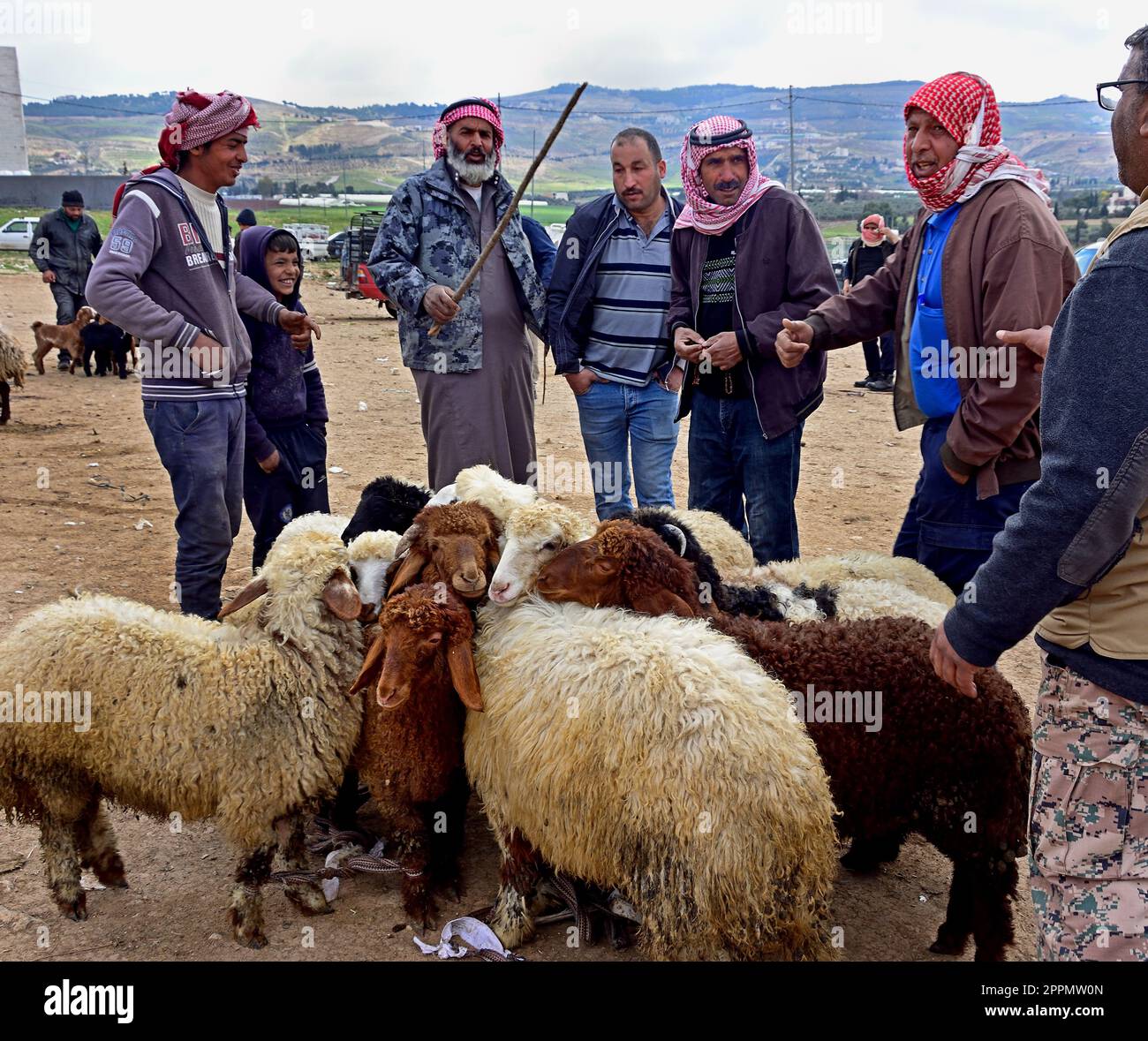 Bedouin Shepherds, Sheep and Goat Market, between, Amman and Jerash ...