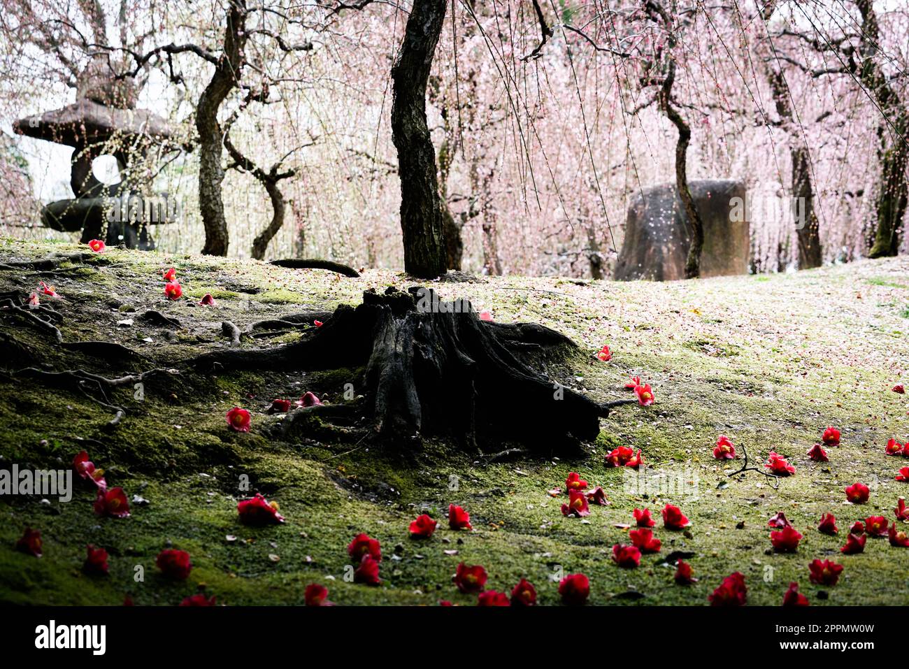 Jonangu - a shinto shrine in sothern Kyoto with traditional ...