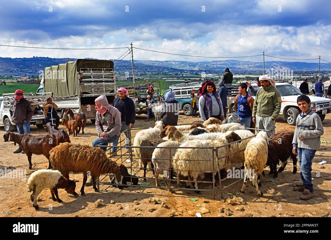 Bedouin Shepherds, Sheep and Goat Market, between, Amman and Jerash ...