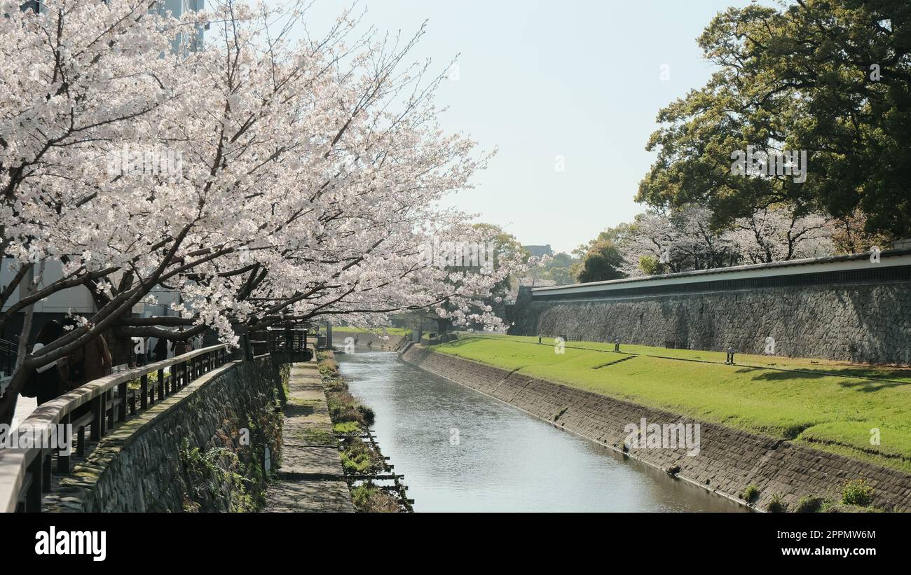 Sakura Flowers lining a canal in Spring, taken at Kumamoto, Japan Stock ...